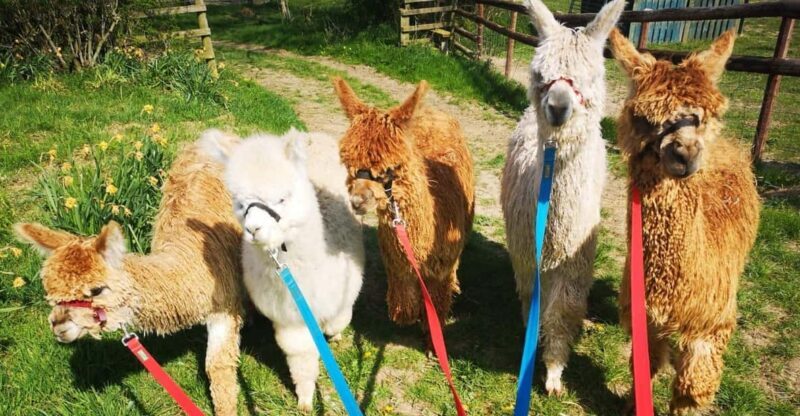 Brackenfield: Alpaca Trek - What to Expect at the Brackenfield Alpaca Trek