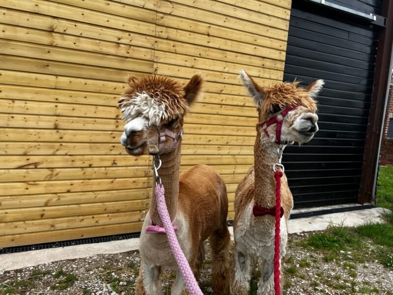 Brackenfield: Alpaca Trek - Practical Details and Tips