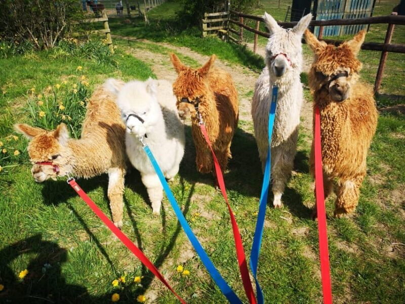 Brackenfield: Alpaca Trek - FAQs