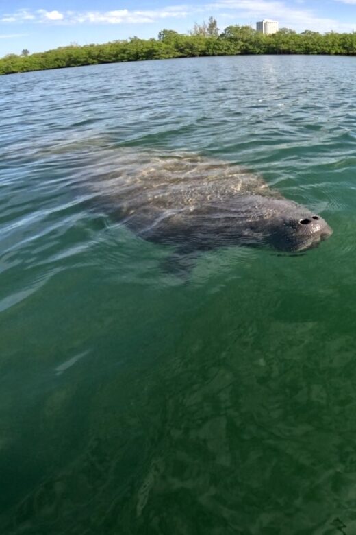 Bradenton: Guided Pedal Kayak Tour - An In-Depth Look at the Bradenton Pedal Kayak Tour