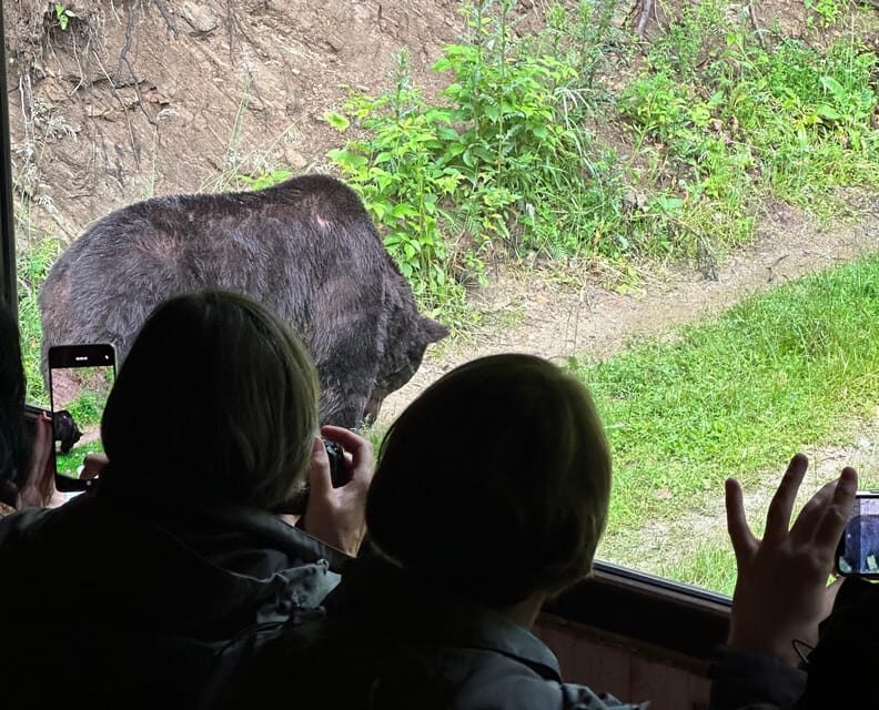 Brasov: Bear Watching in the Wild (From a Hideout) - Key Points