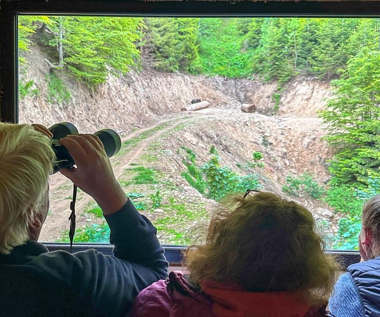 Brasov: Bear Watching in the Wild (From a Hideout) - What to Expect from the Tour