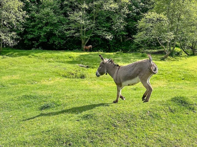 Brasov: Bear Watching in the Wild (From a Hideout) - Who Should Consider This Tour?