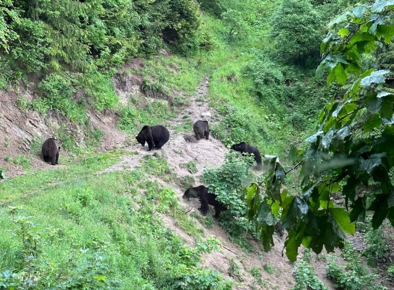 Brasov: Bear Watching in the Wild (From a Hideout) - Practical Tips