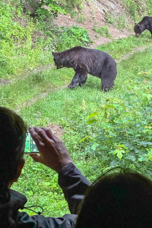 Brasov: Bear Watching in the Wild (From a Hideout) - FAQ
