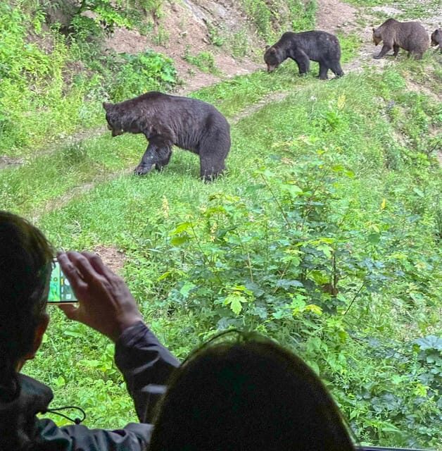 Brasov: Bear Watching in the Wild (From a Hideout) - Final Thoughts