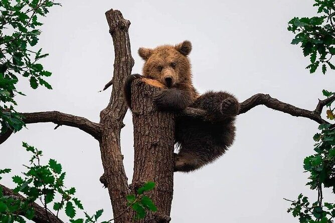 Brasov: Bears Sanctuary, Rasnov Fortress, Bran Castle GUIDED Tour - Practical Details: What Makes This Tour Stand Out