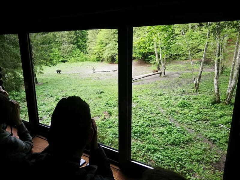 Brasov: Brown Bear & Wildlife Watching - Key Points
