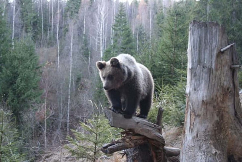 Brasov: Brown Bear & Wildlife Watching - Discovering the Wilderness of Brasov