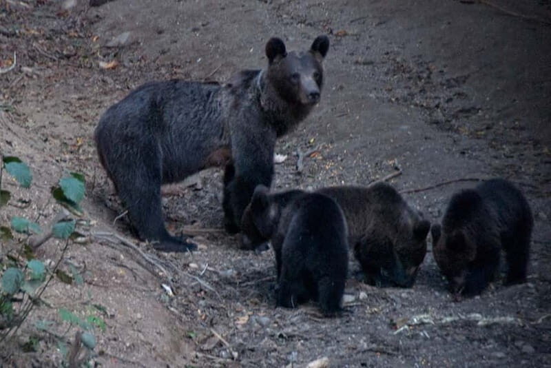Brasov: Brown Bear & Wildlife Watching - Authentic Encounters and Honest Feedback from Reviewers