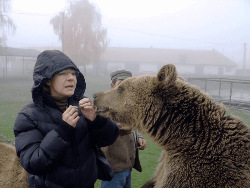 Brasov: Libearty Bear Sanctuary - A Detailed Look at What to Expect