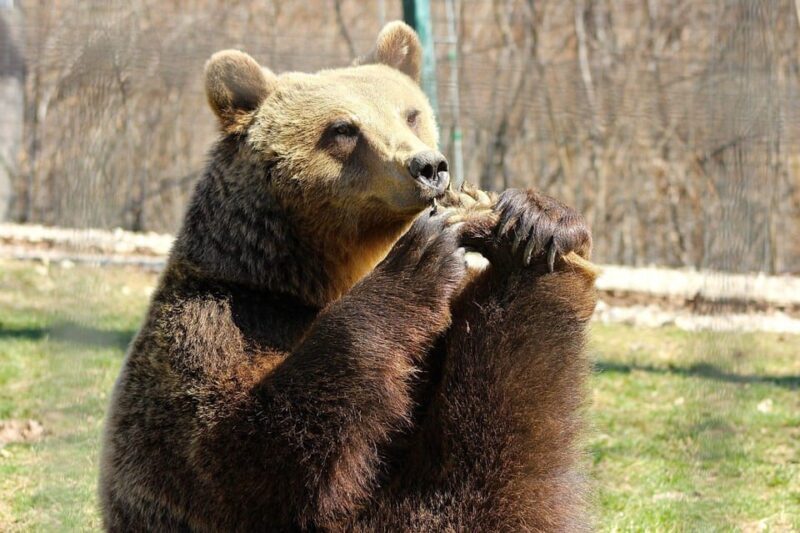Brasov: Libearty Bear Sanctuary - Final Thoughts