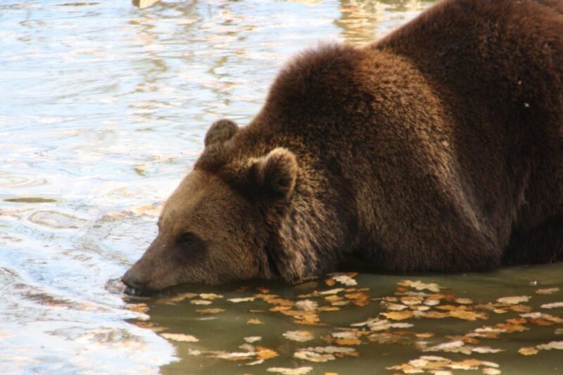 Brasov: Libearty Bear Sanctuary - FAQ