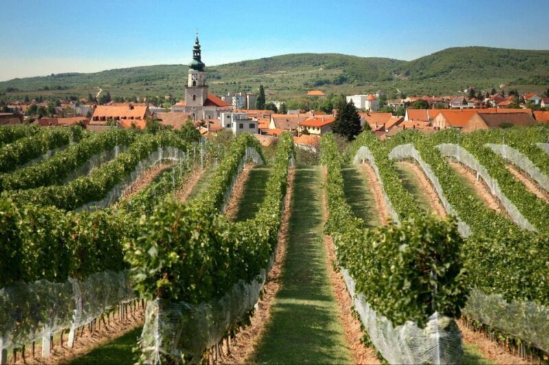 Bratislava: 6,5-Hour Carpathian Wine Tour and Tasting - An In-Depth Look at the Carpathian Wine Tour