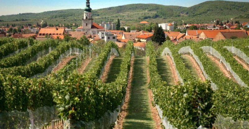 Bratislava: 6,5-Hour Carpathian Wine Tour and Tasting - Overall Experience: The Good and the Not-So-Good