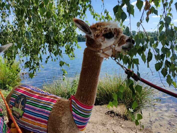 Braunschweig: Alpaca Trekking Tour - An In-Depth Look at the Braunschweig Alpaca Trekking Tour