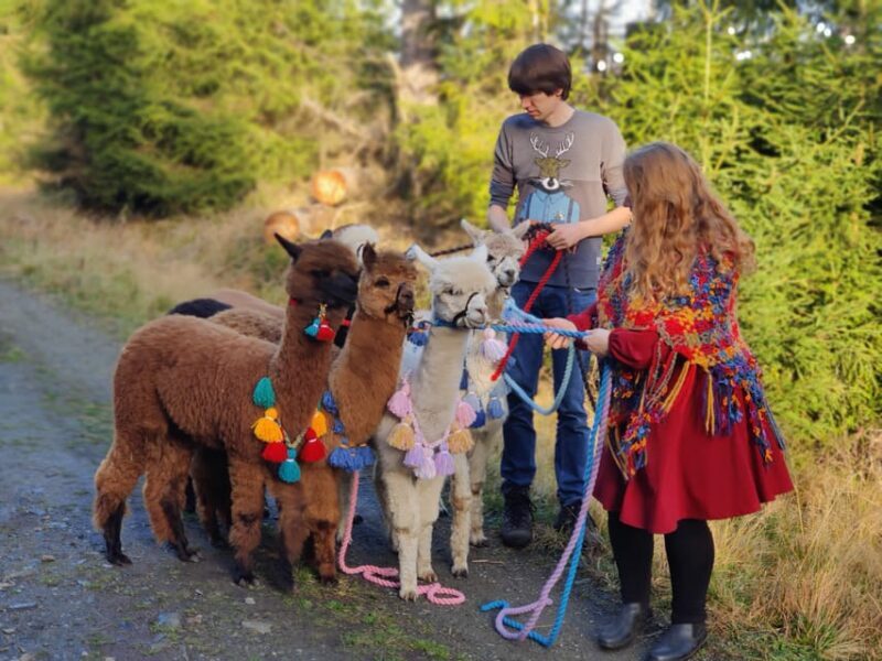 Braunschweig: Alpaca Trekking Tour - Why the Braunschweig Alpaca Trekking Tour Works Well