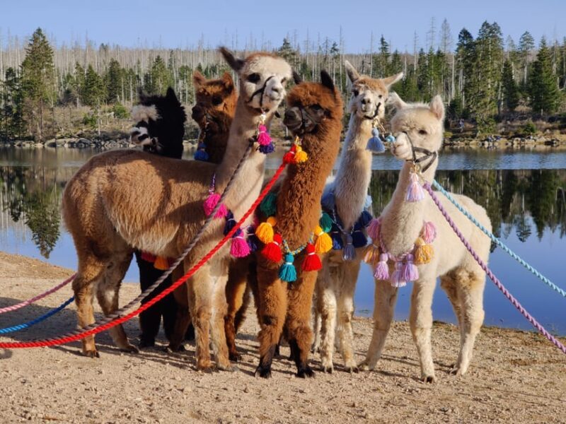 Braunschweig: Alpaca Trekking Tour - Final Thoughts