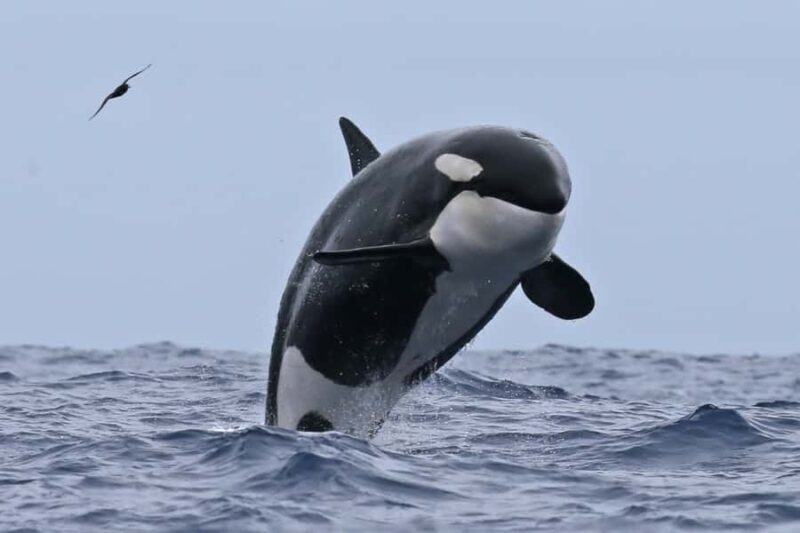 Bremer Bay: Bremer Canyon Killer Whale Expedition - The Price and Value of the Experience