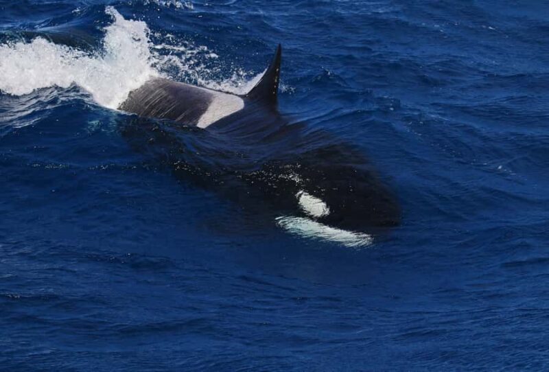 Bremer Bay: Bremer Canyon Killer Whale Expedition - Who Will Love This Tour?