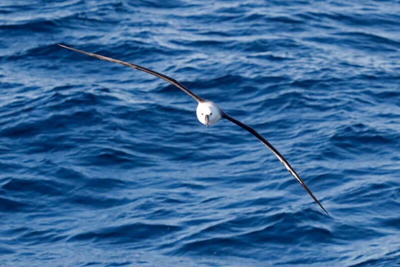 Bremer Bay: Bremer Canyon Killer Whale Expedition - Frequently Asked Questions