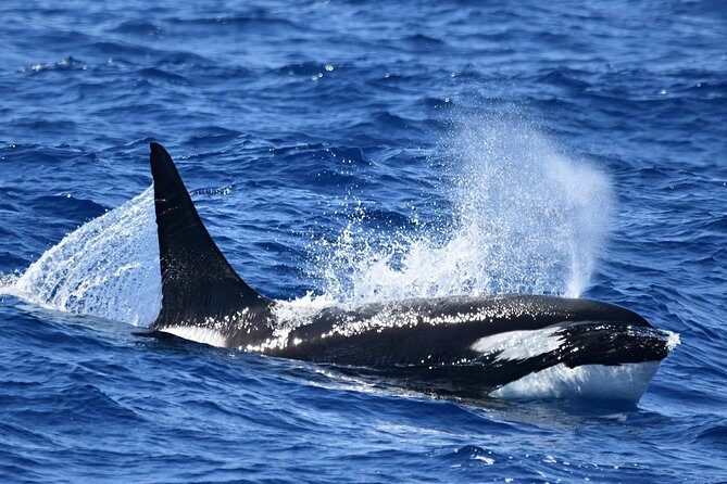 Bremer Bay Orca Experience - Key Points