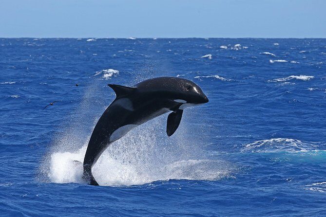 Bremer Canyon Killer Whale (Orca) Expedition - Frequently Asked Questions