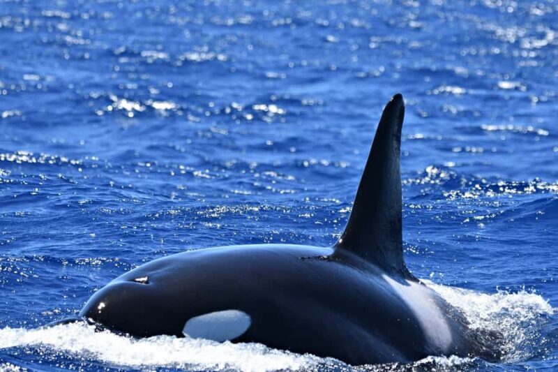 Bremer Canyon Orca Experience from Bremer Bay - Value and Pricing