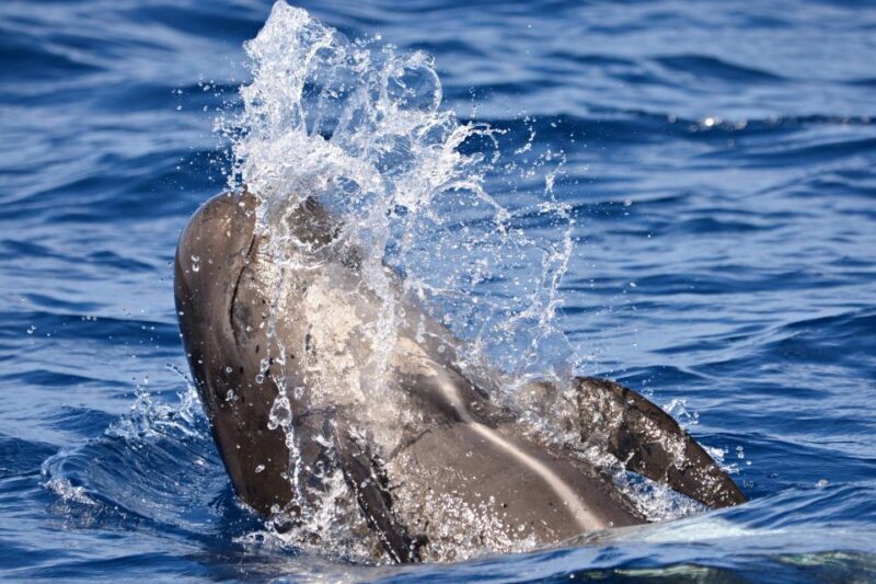 Bremer Canyon Orca Experience from Bremer Bay - Who Will Love This Tour?