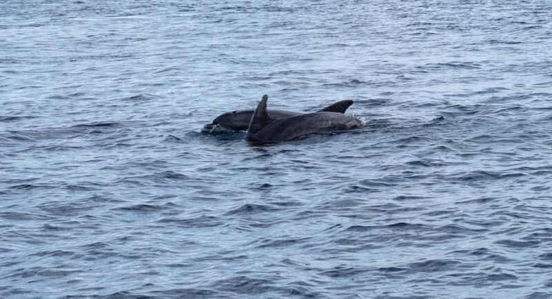 Brijuni Islands: Sunset & Dolphins private boat tour - Key Points