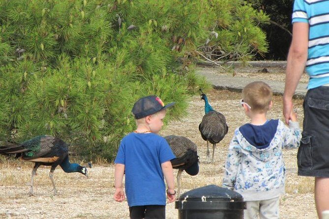 Brijuni National Park Boat Excursion from Pula. With a visit to the island - Practical Tips for Your Trip