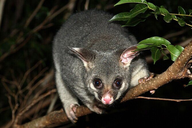 Brisbane Drive by Night - Private Tour - Authentic Feedback from Other Travelers