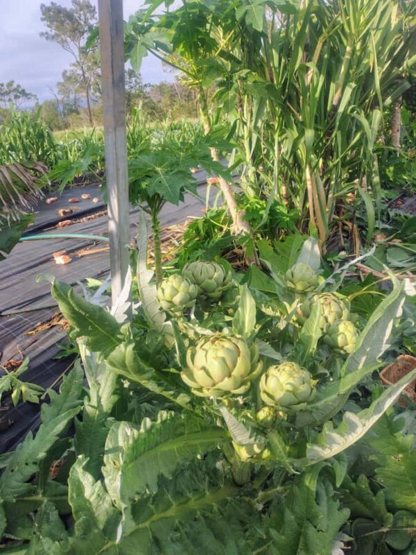 Brisbane Farm Day Trip | Ellia's Garden Scenic Rim - Why You Should Consider This Experience