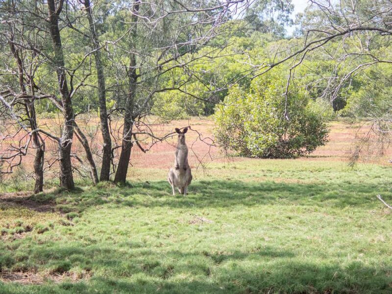 Brisbane: Kangaroos, Birds and Mangroves Coastal Tour - Key Points