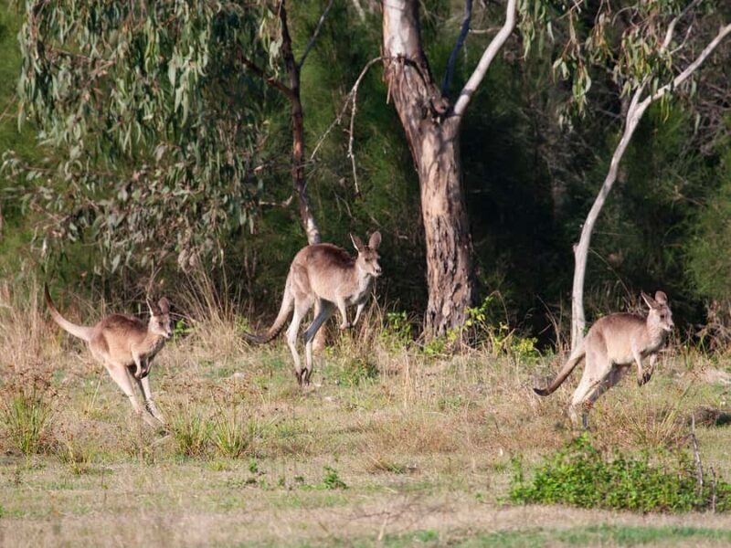 Brisbane: Kangaroos, Birds and Mangroves Coastal Tour - Practical Aspects and Value