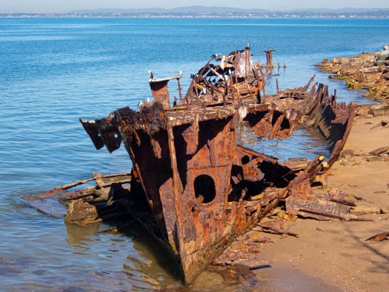 Brisbane: Kangaroos, Birds and Mangroves Coastal Tour - Who Should Consider This Tour?