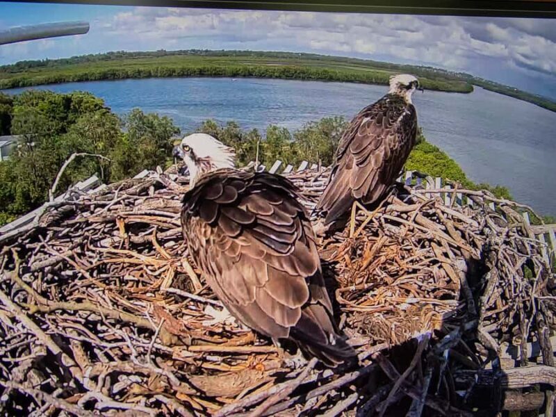 Brisbane: Kangaroos, Birds and Mangroves Coastal Tour - FAQ