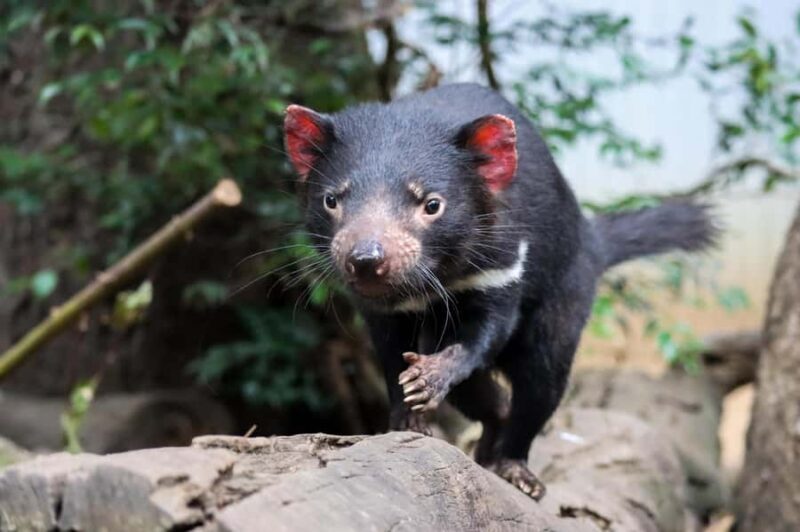 Brisbane: Lone Pine Koala Sanctuary Day Pass - Key Points