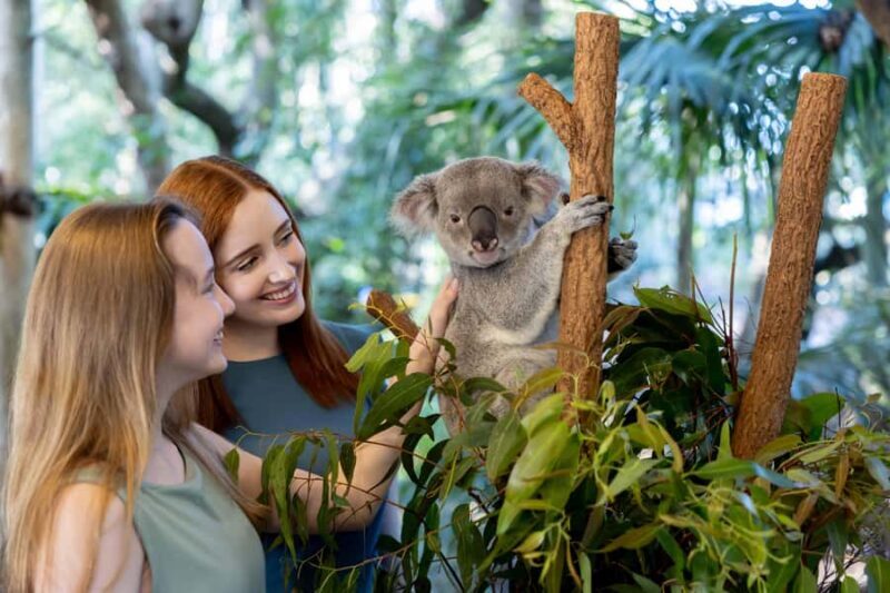 Brisbane: Lone Pine Koala Sanctuary Day Pass - What Is Lone Pine Koala Sanctuary?