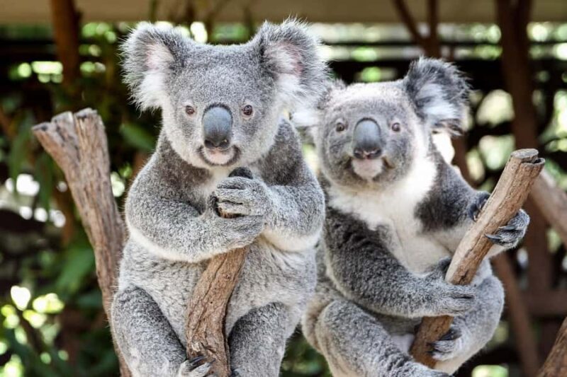 Brisbane: Lone Pine Koala Sanctuary Day Pass - The Animal Encounters