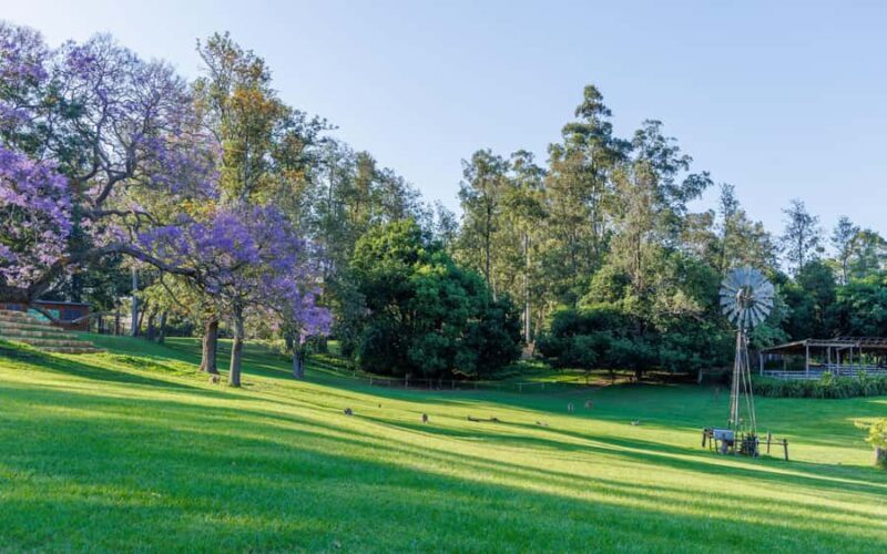 Brisbane: Lone Pine Koala Sanctuary Day Pass - Visitor Experience and Practicalities