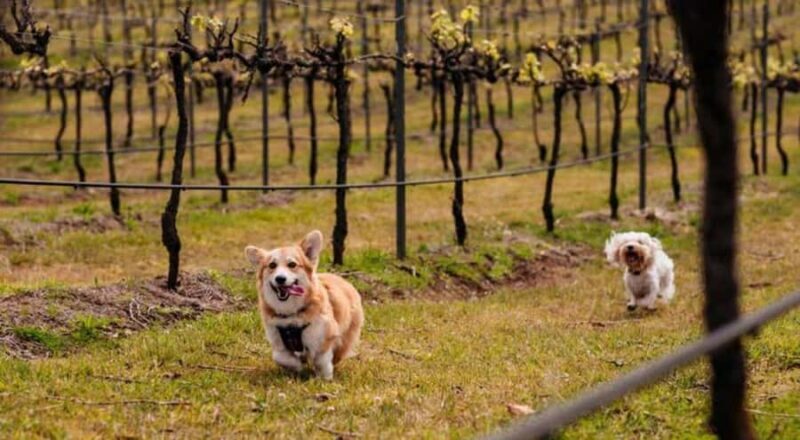 Brisbane: Picnic in the Vines - Introduction to the Experience