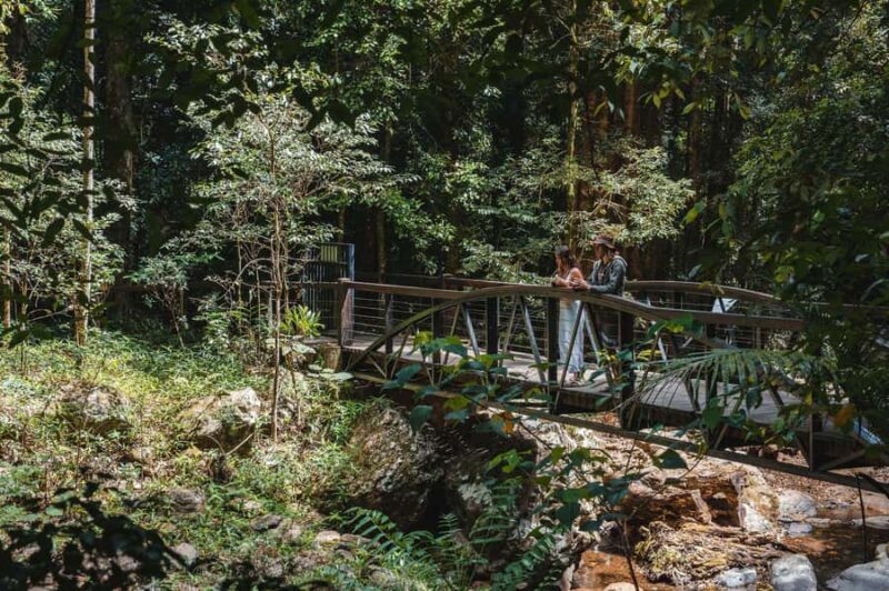 Brisbane: Rainforests, Waterfalls and Glow Worm Cave Tour - Authentic Insights from Reviews