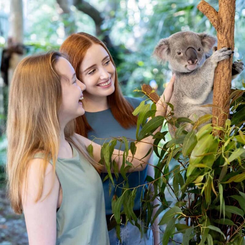 Brisbane River Cruise and Koala Sanctuary Visit - FAQ