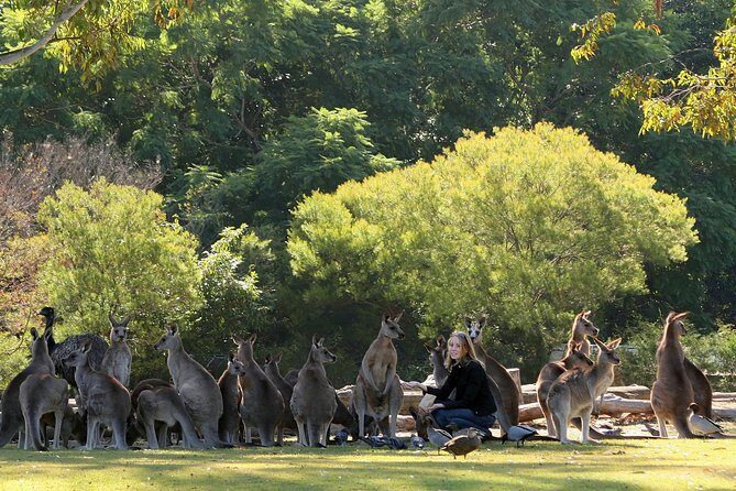Brisbane River Cruise with entry to Lone Pine Koala Sanctuary - Key Points