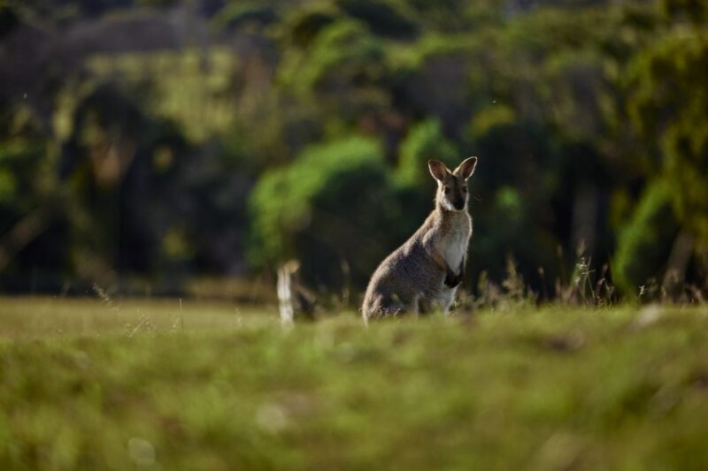 Brisbane: Sirromet Winery Tour with Tasting & 2-Course Lunch - The Sum Up