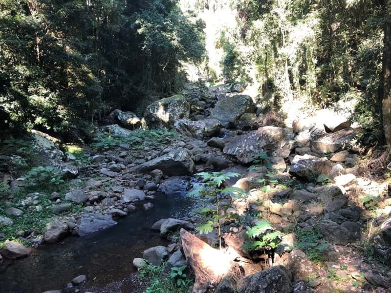 Brisbane: Springbrook and Mt Tamborine Glow Worm and Skywalk - An In-Depth Look at the Tour