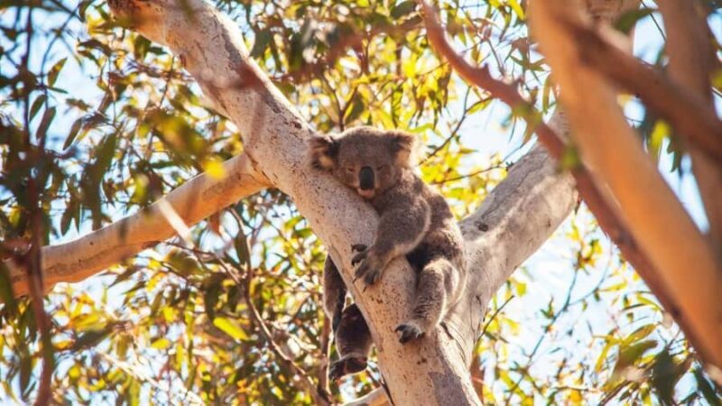 Brisbane to North Stradbroke Island Day: Wildlife & Beaches - Introduction