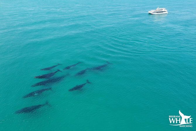 Brisbane Whale Watching Cruise from Redcliffe or Sunshine Coast - The Experience: What To Expect