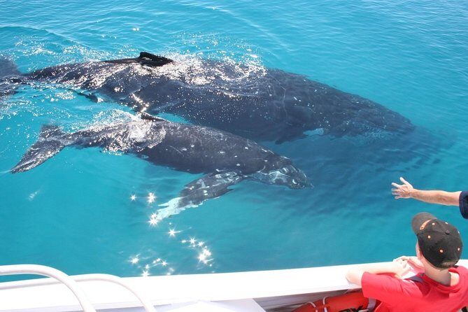 Brisbane Whale Watching Cruise from Redcliffe or Sunshine Coast - FAQs